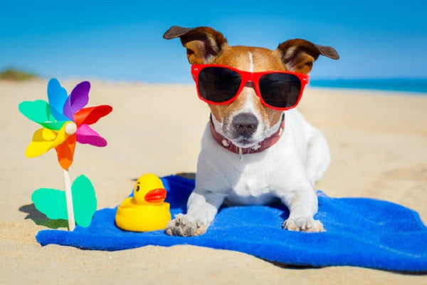 10 Summer Pet Care Hacks – Direct For Pets